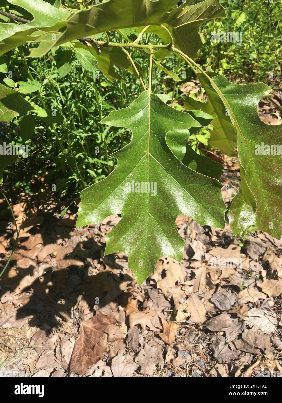 black oak (Quercus velutina) Plantae Stock Photo - Alamy