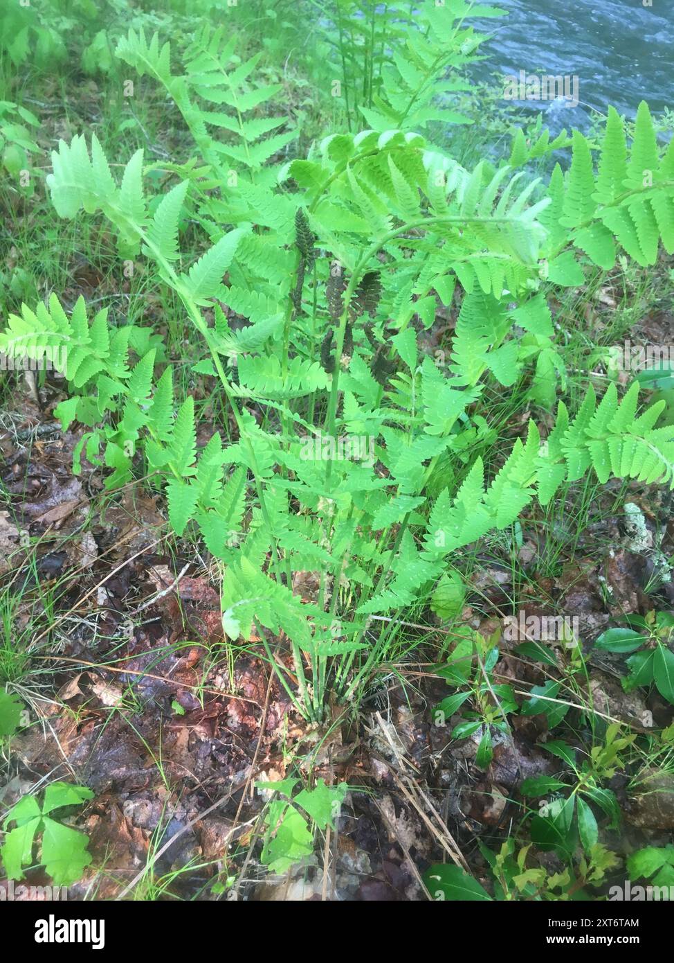 interrupted fern (Osmunda claytoniana) Plantae Stock Photo - Alamy
