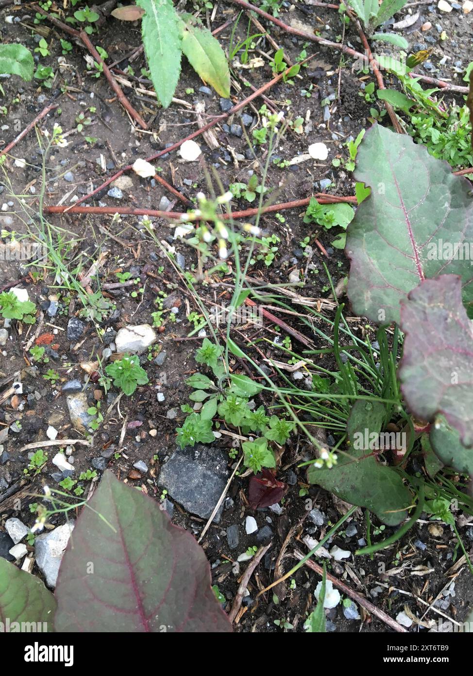 mouse-ear cress (Arabidopsis thaliana) Plantae Stock Photo - Alamy