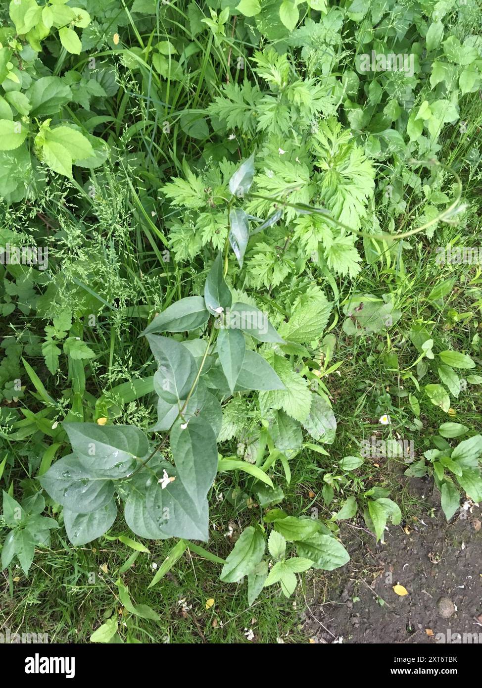 black swallow-wort (Vincetoxicum nigrum) Plantae Stock Photo - Alamy