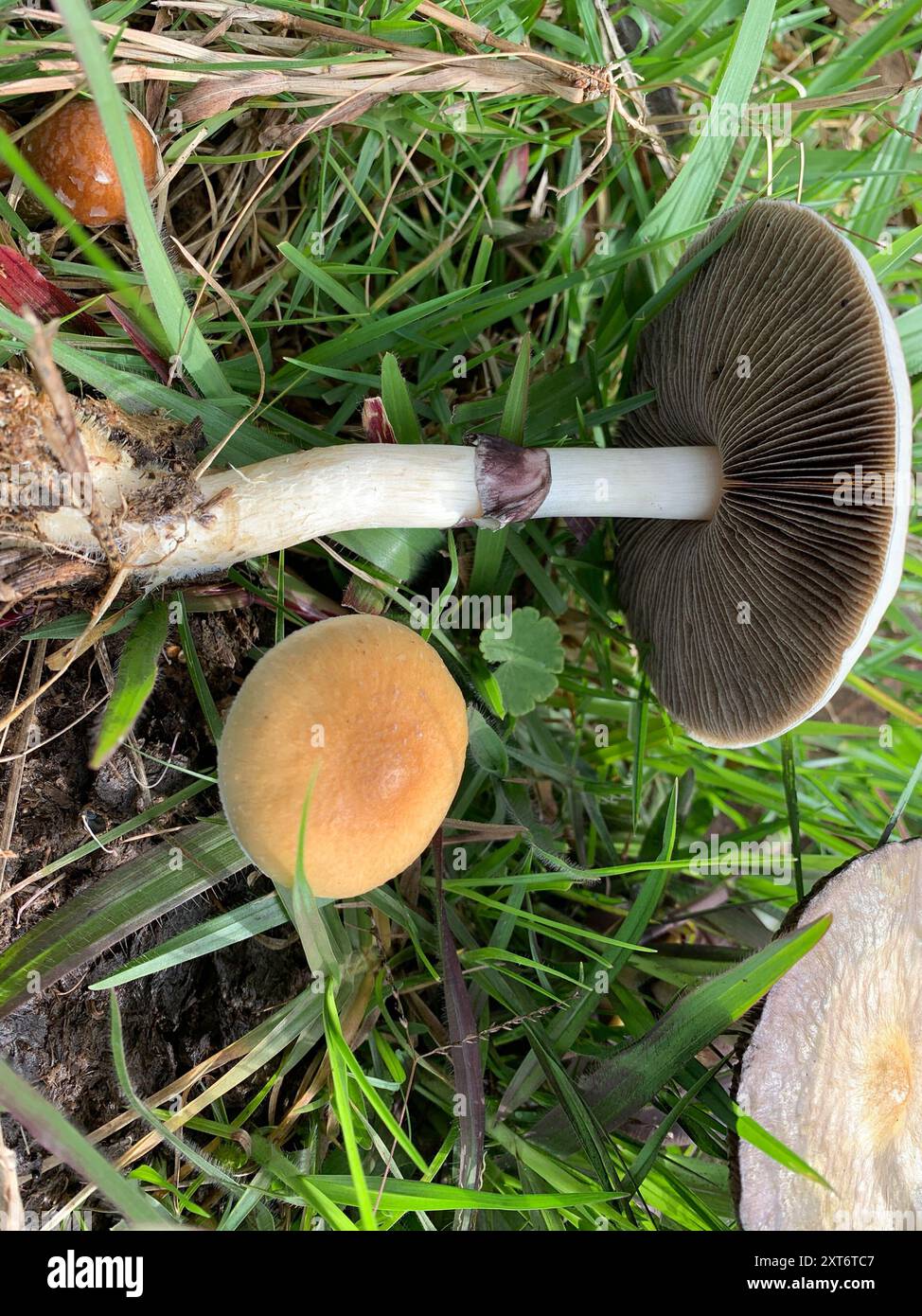 Magic Mushroom (Psilocybe cubensis) Fungi Stock Photo - Alamy