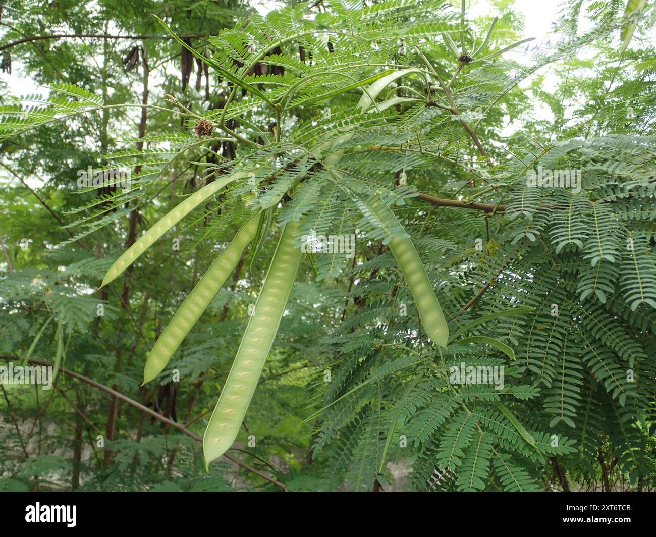 White leadtree (Leucaena leucocephala) Plantae Stock Photo - Alamy