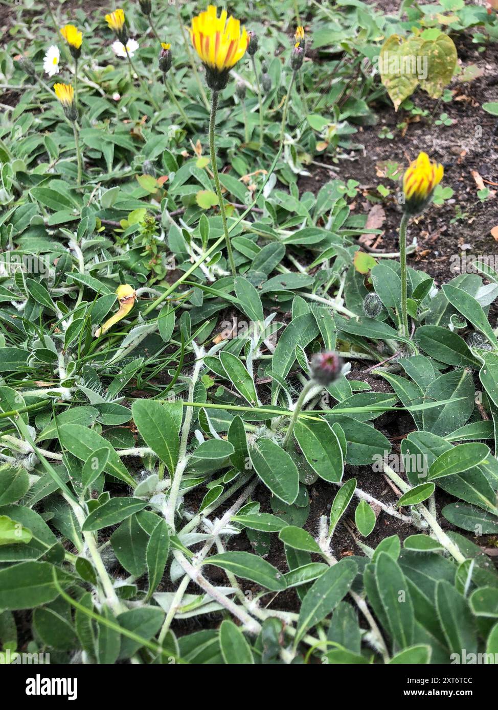 mouse-eared hawkweed (Pilosella officinarum) Plantae Stock Photo - Alamy