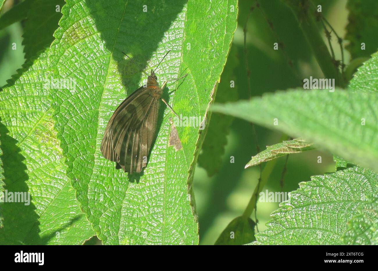 (Pronophila unifasciata) Insecta Stock Photo - Alamy