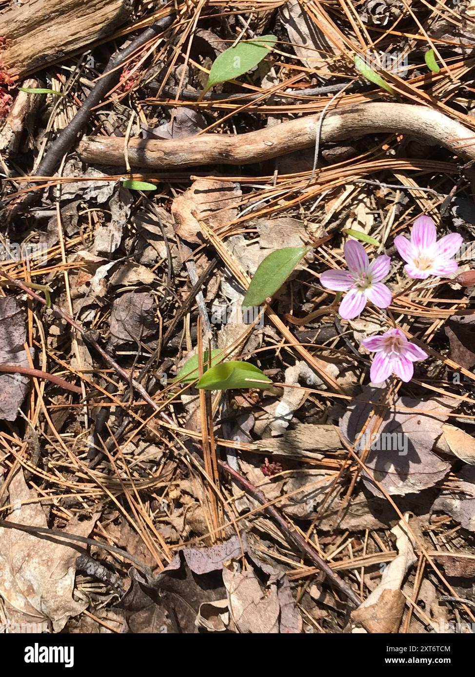 Carolina Springbeauty (Claytonia caroliniana) Plantae Stock Photo - Alamy