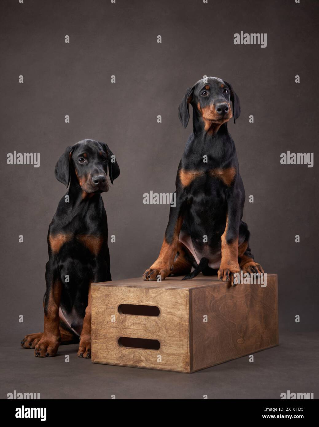 Two Dobermans puppy pose together, their collective gaze and strong ...