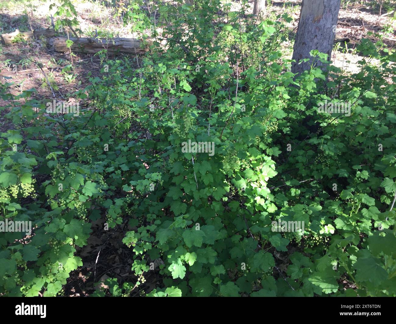 Red Currant (Ribes rubrum) Plantae Stock Photo - Alamy
