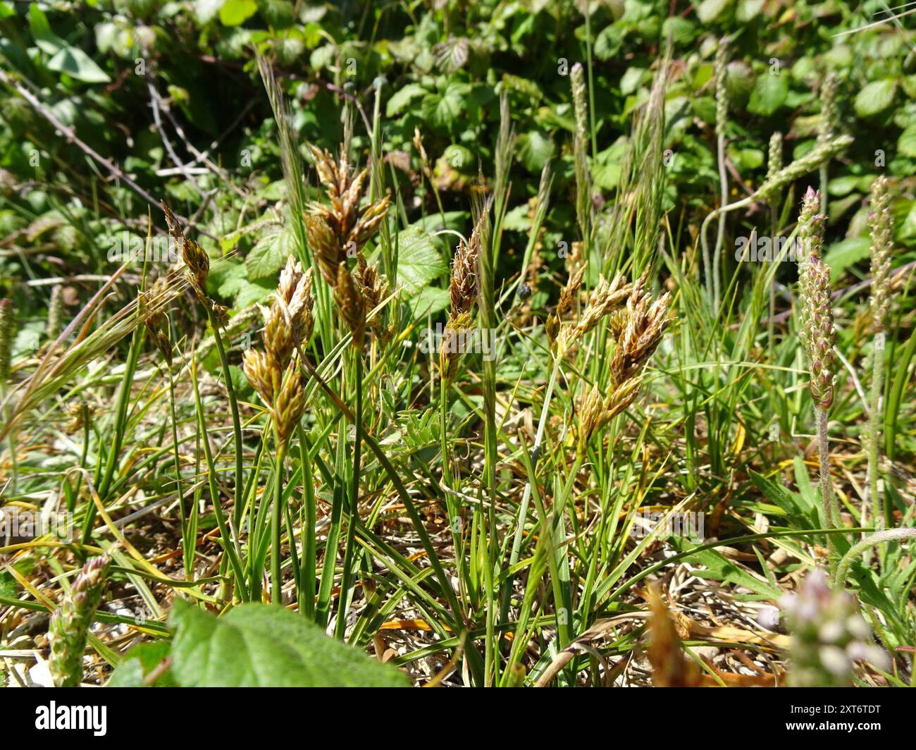 sand sedge (Carex arenaria) Plantae Stock Photo - Alamy