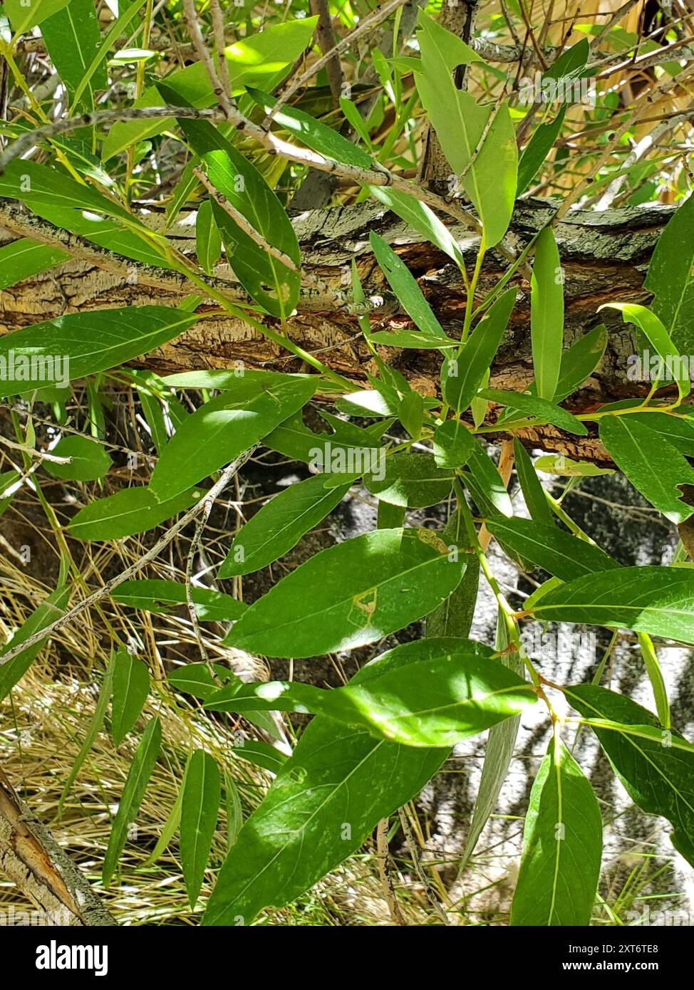 Willows (Salix) Plantae Stock Photo - Alamy