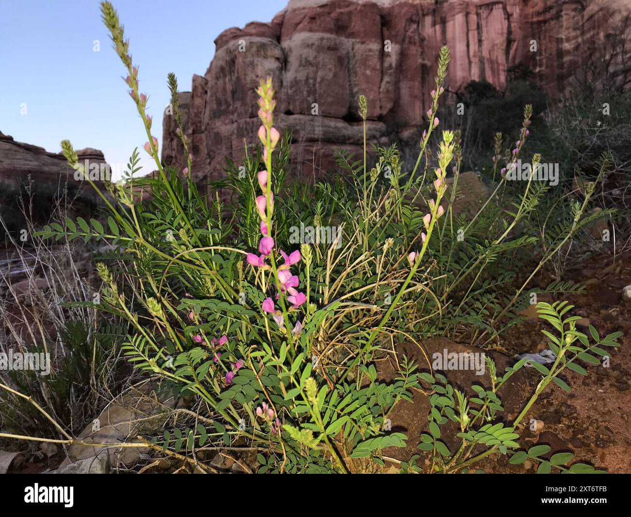 Boreal Sweet-vetch (Hedysarum boreale) Plantae Stock Photo - Alamy