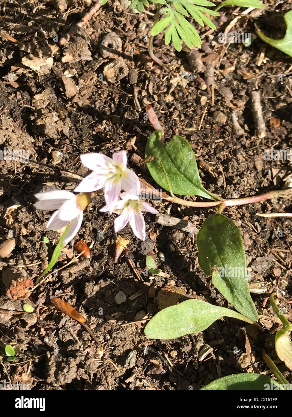 Carolina Springbeauty (Claytonia caroliniana) Plantae Stock Photo - Alamy