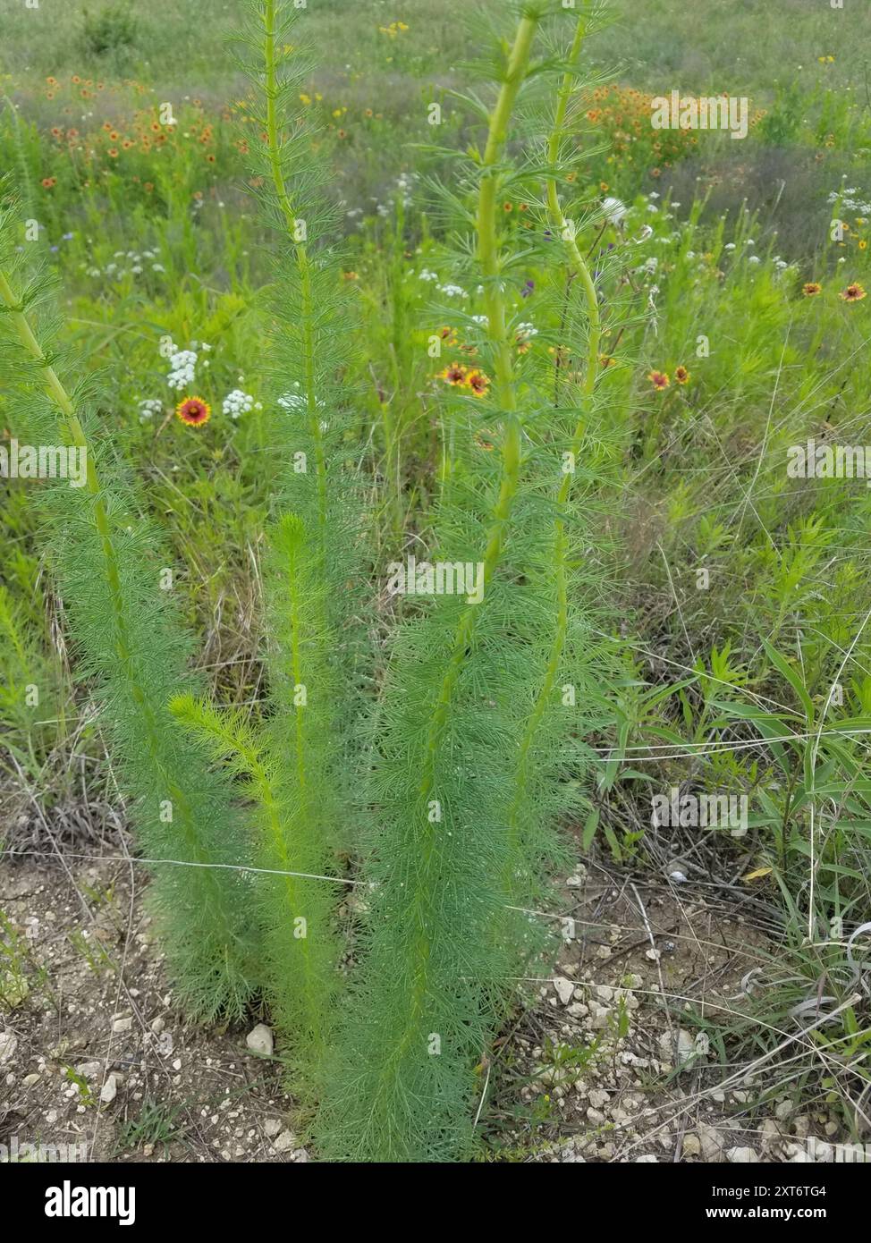 standing cypress (Ipomopsis rubra) Plantae Stock Photo - Alamy