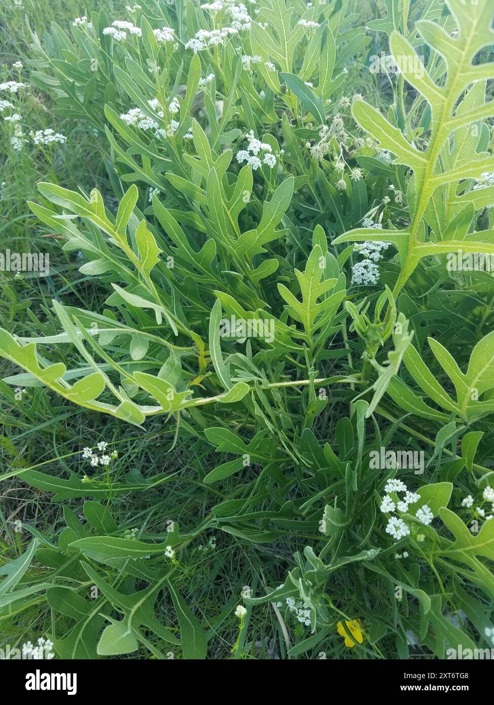 compass plant (Silphium laciniatum) Plantae Stock Photo - Alamy