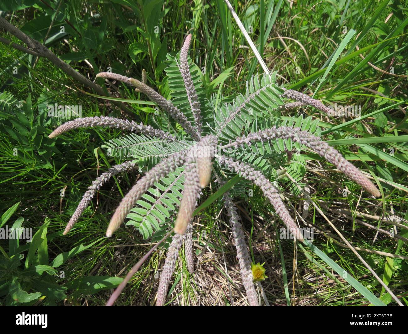 leadplant (Amorpha canescens) Plantae Stock Photo - Alamy