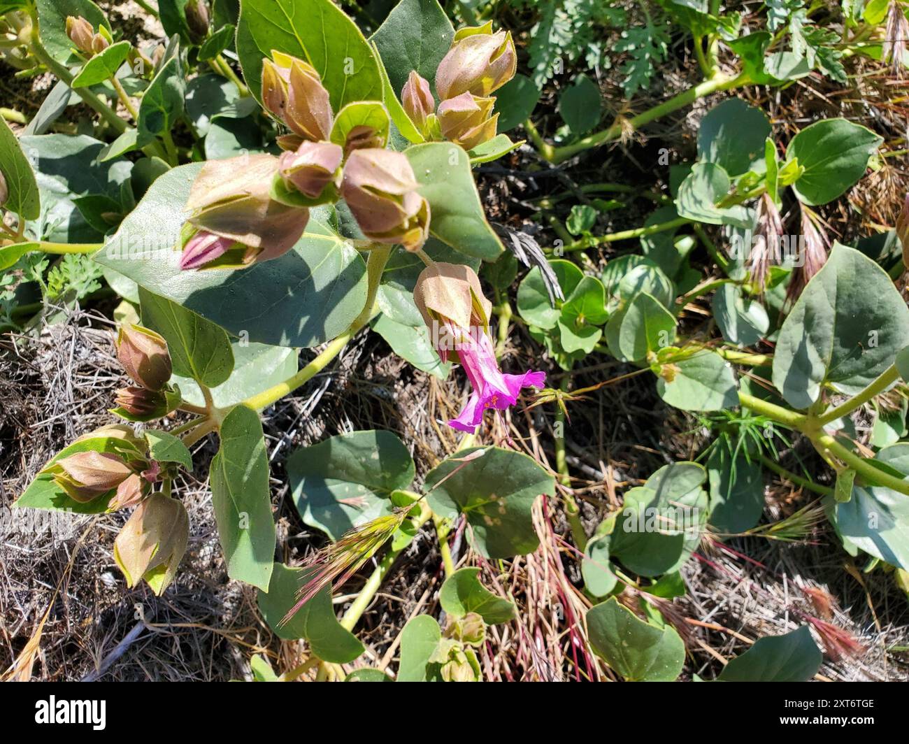 Colorado Four o'Clock (Mirabilis multiflora) Plantae Stock Photo - Alamy