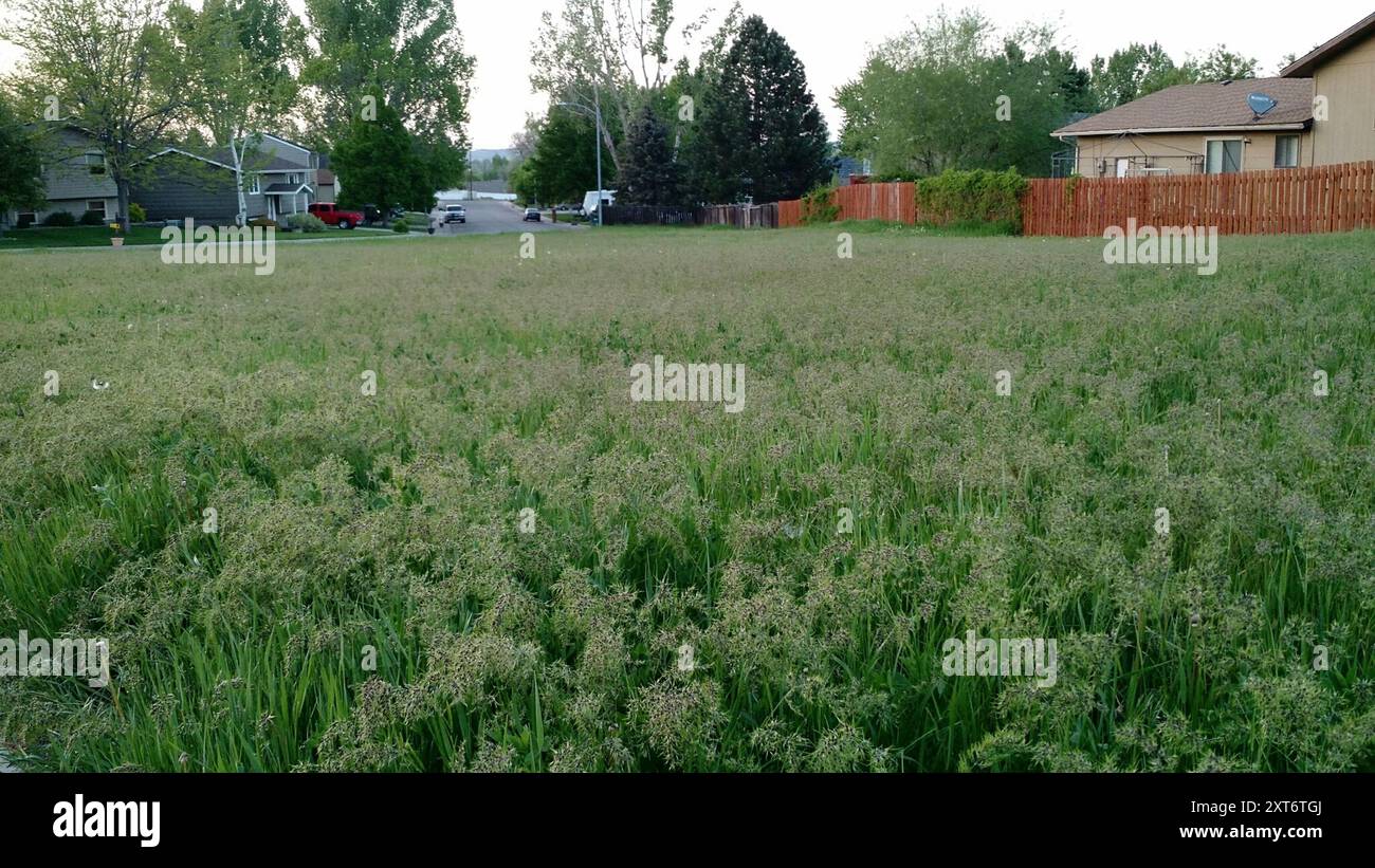 Bulbous Bluegrass (Poa bulbosa) Plantae Stock Photo - Alamy
