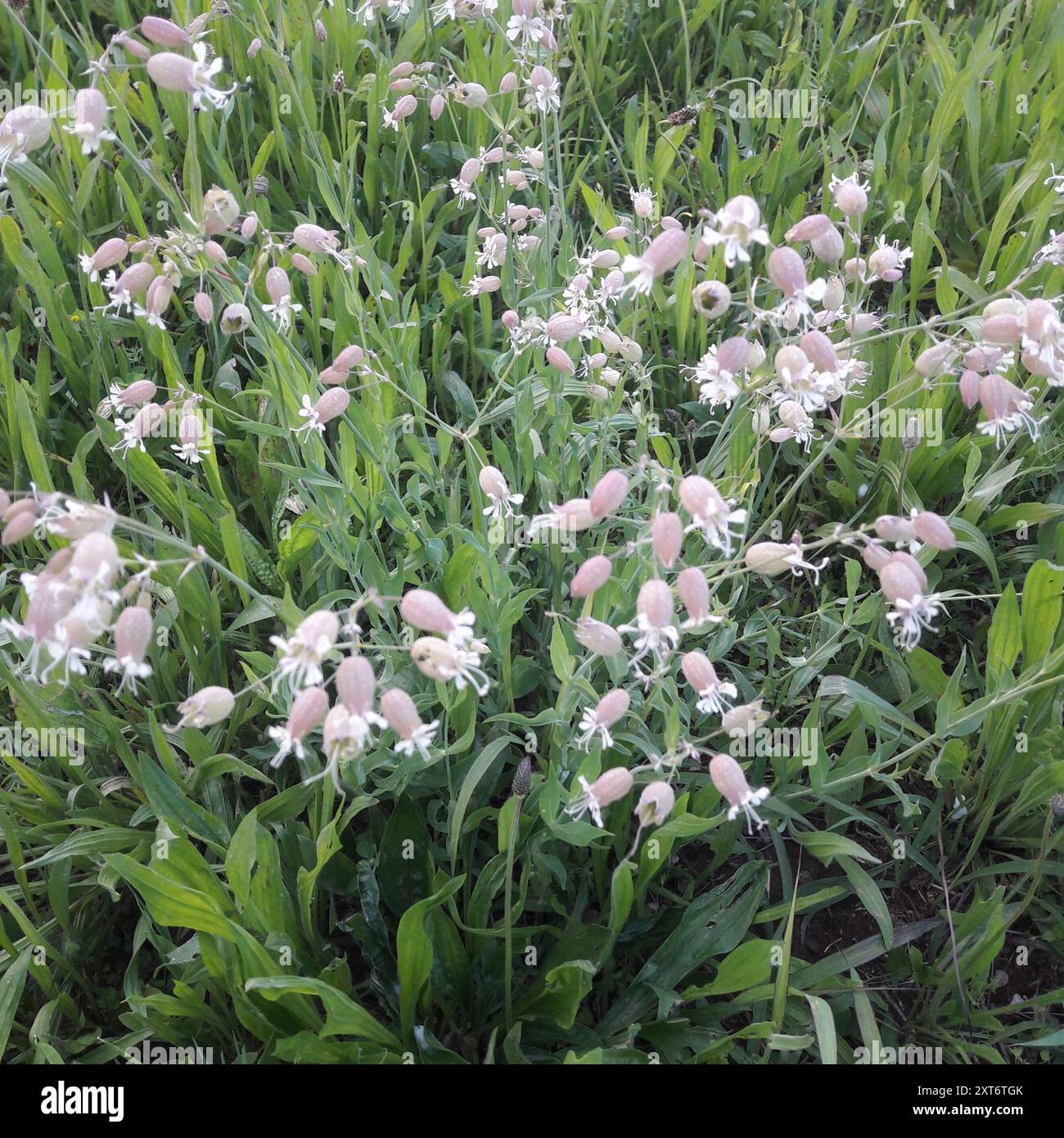 bladder campion (Silene vulgaris) Plantae Stock Photo - Alamy