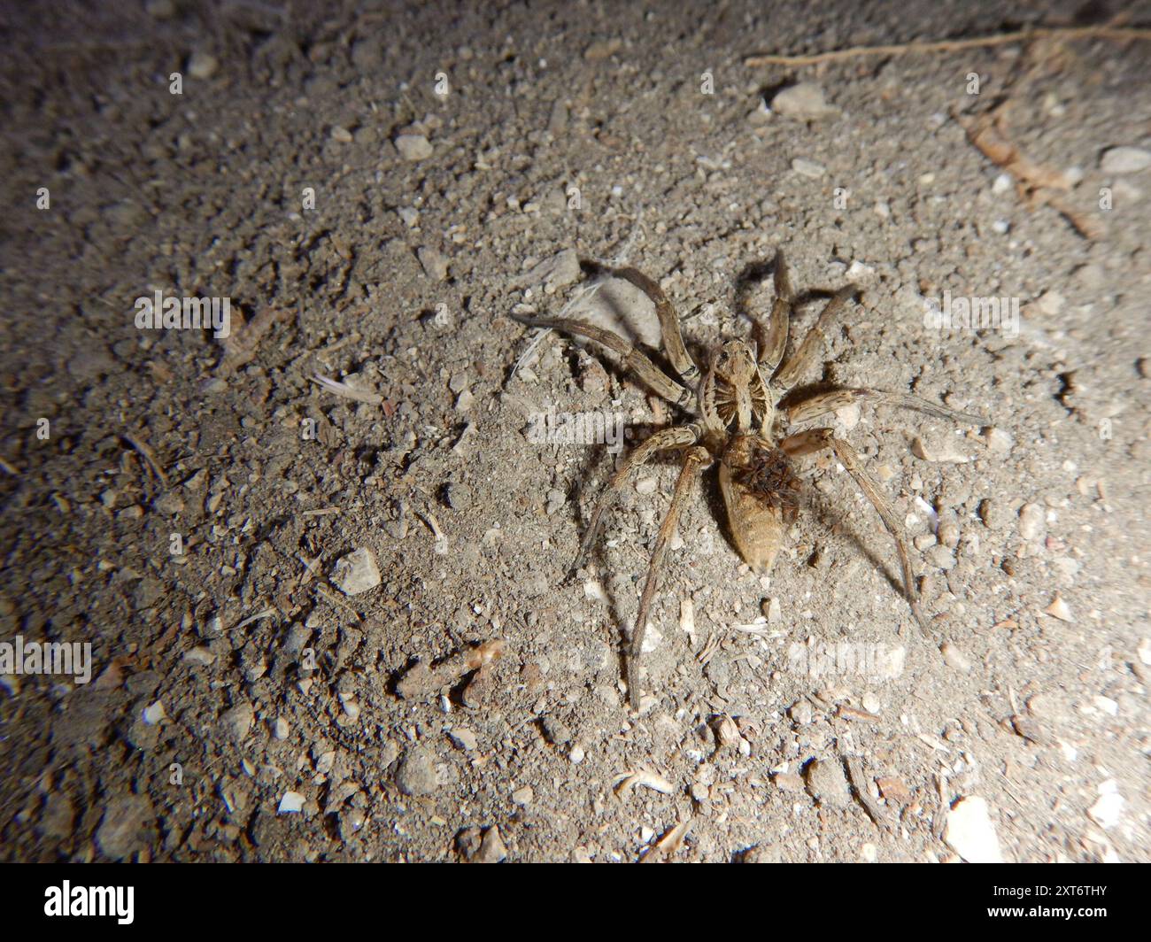 Radiated Wolf Spider (Hogna radiata) Arachnida Stock Photo - Alamy