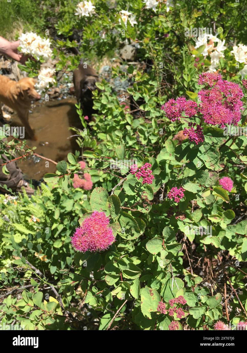 Mountain Spirea (Spiraea splendens) Plantae Stock Photo - Alamy