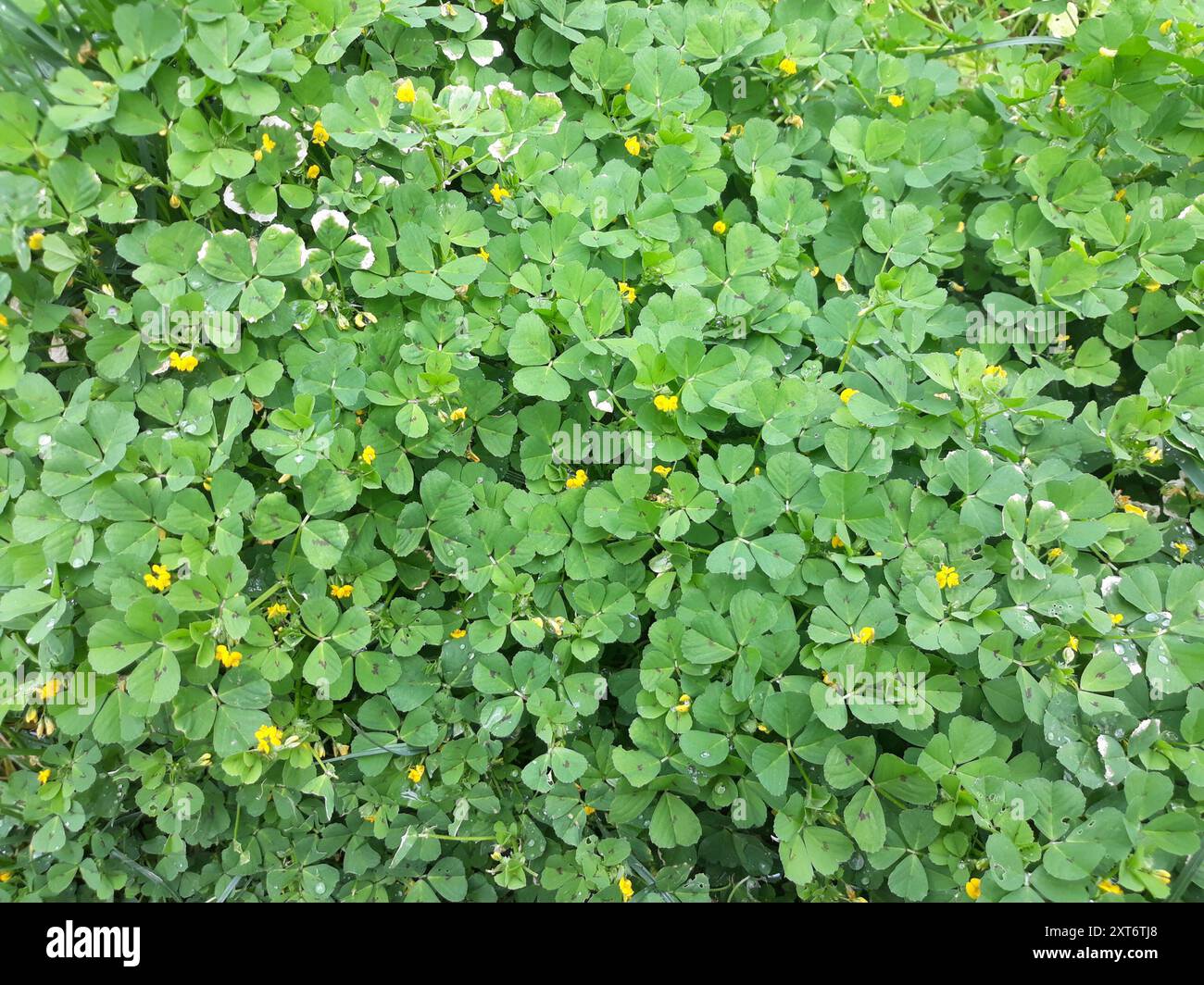 Spotted medick (Medicago arabica) Plantae Stock Photo - Alamy