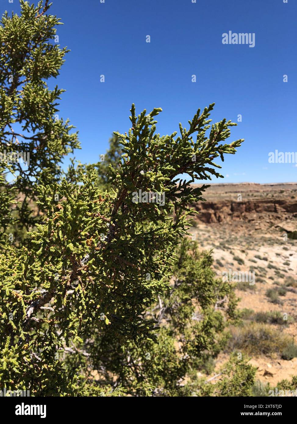 Utah Juniper (Juniperus osteosperma) Plantae Stock Photo - Alamy