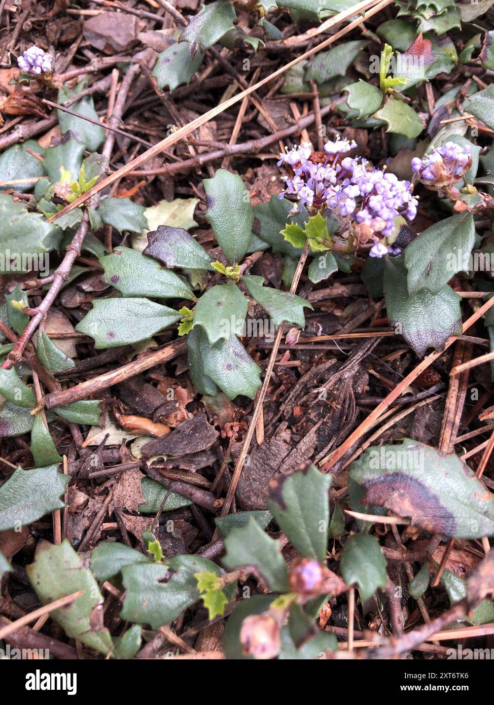 Mahala mat (Ceanothus prostratus) Plantae Stock Photo - Alamy