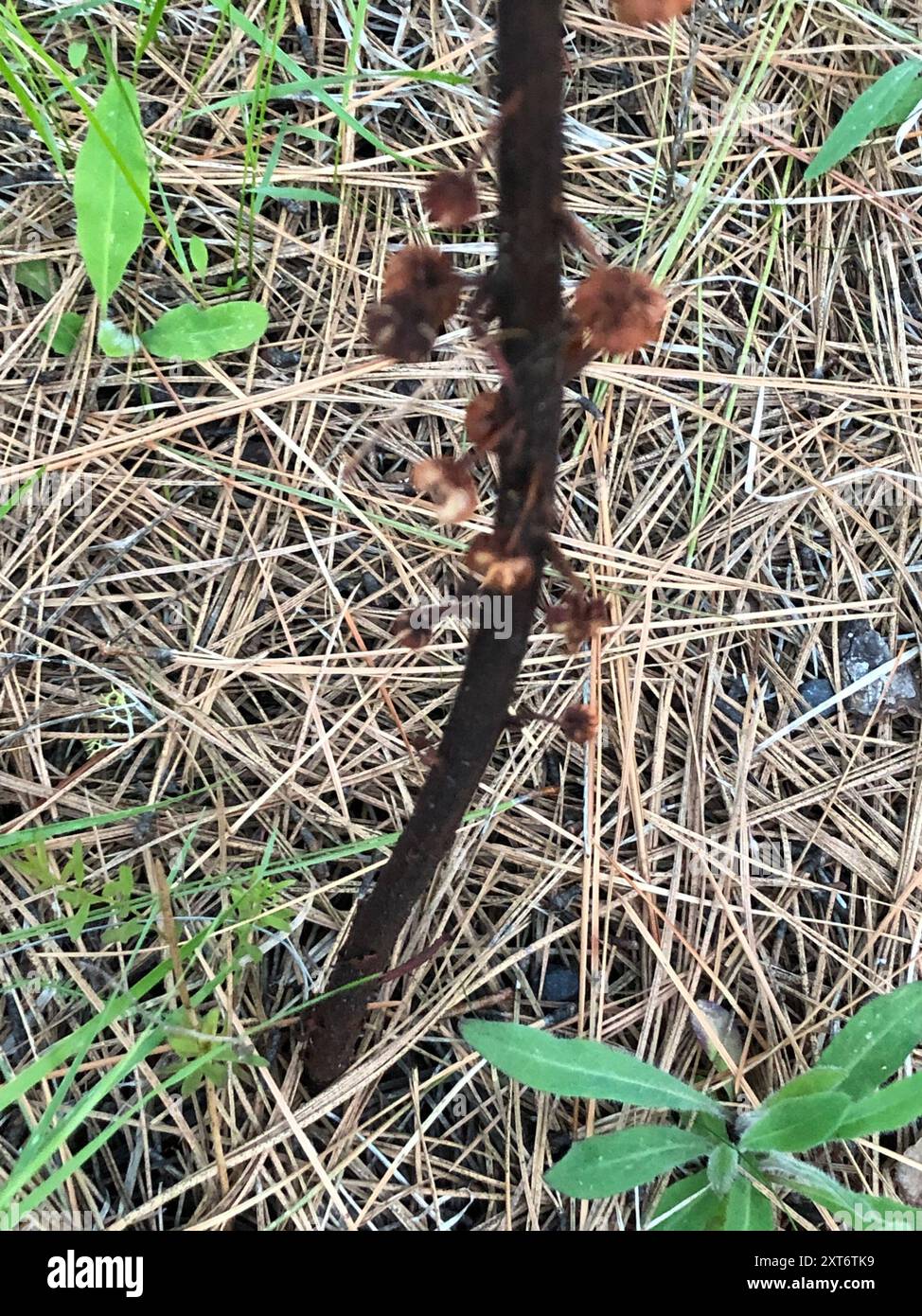 woodland pinedrops (Pterospora andromedea) Plantae Stock Photo - Alamy