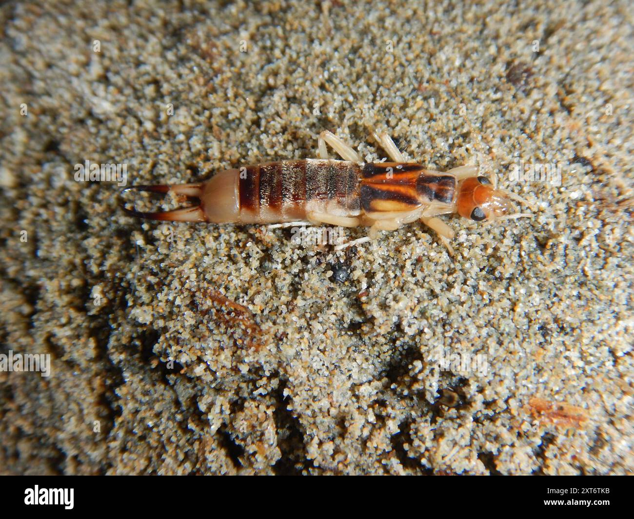 Shore Earwig (Labidura riparia) Insecta Stock Photo - Alamy