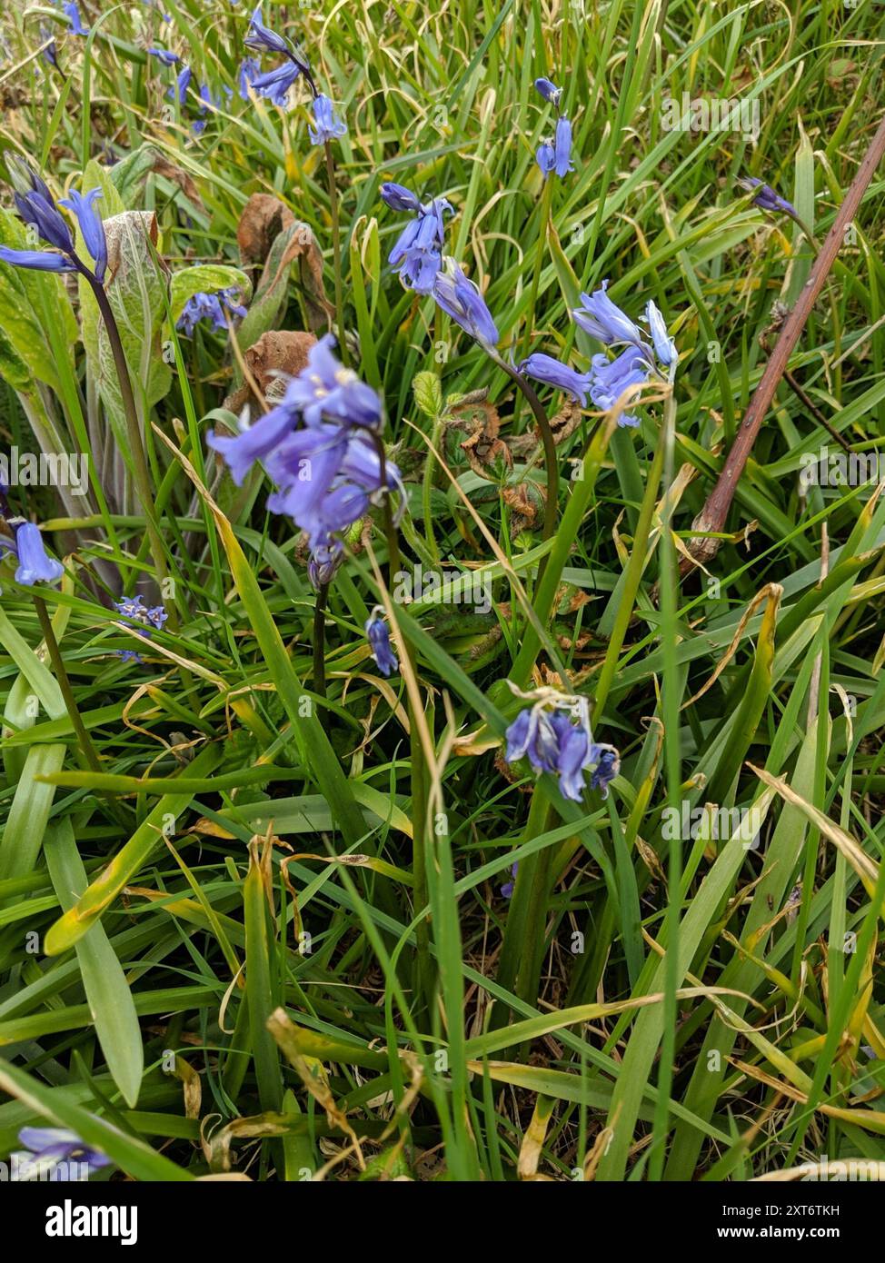 Uromyces hi-res stock photography and images - Alamy