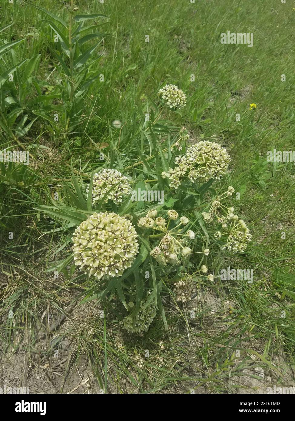 Antelopehorn Milkweed (Asclepias asperula) Plantae Stock Photo - Alamy