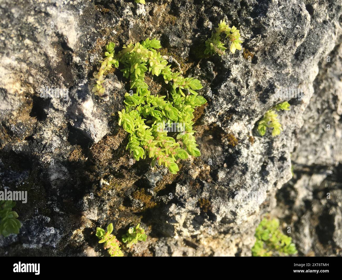 artillery plant (Pilea microphylla) Plantae Stock Photo - Alamy
