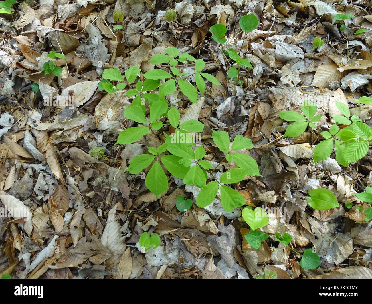 American ginseng (Panax quinquefolius) Plantae Stock Photo - Alamy