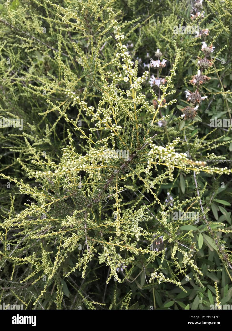chamise (Adenostoma fasciculatum) Plantae Stock Photo - Alamy