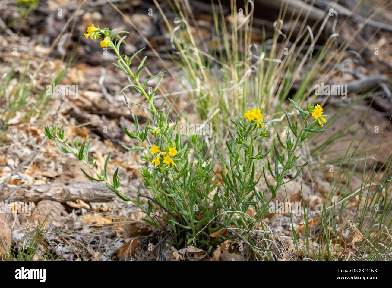 manyflowered gromwell (Lithospermum multiflorum) Plantae Stock Photo ...