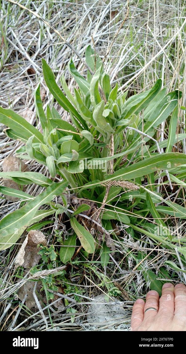 flowering plants (Angiospermae) Plantae Stock Photo - Alamy