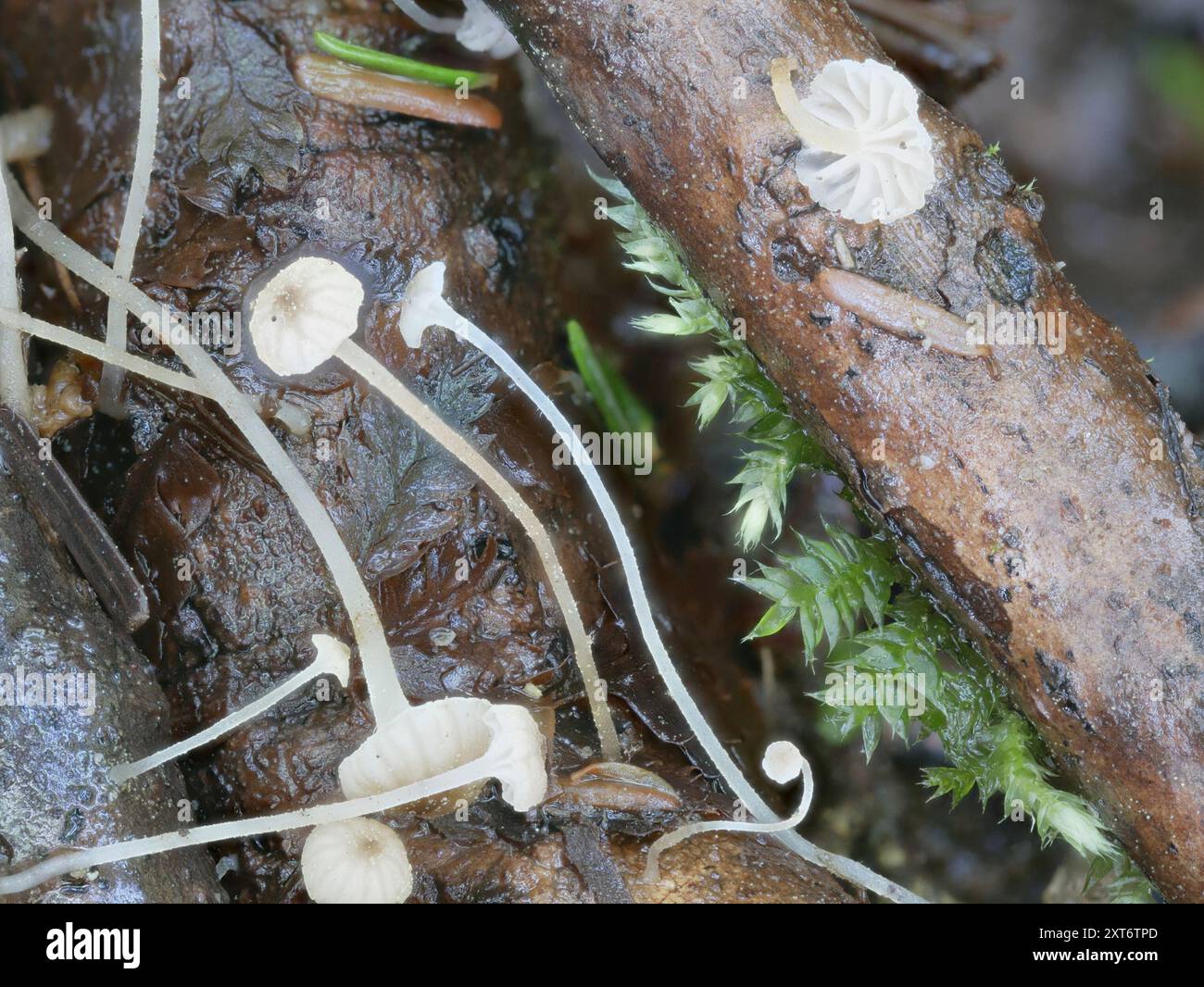 Bark Bonnet (Phloeomana speirea) Fungi Stock Photo - Alamy