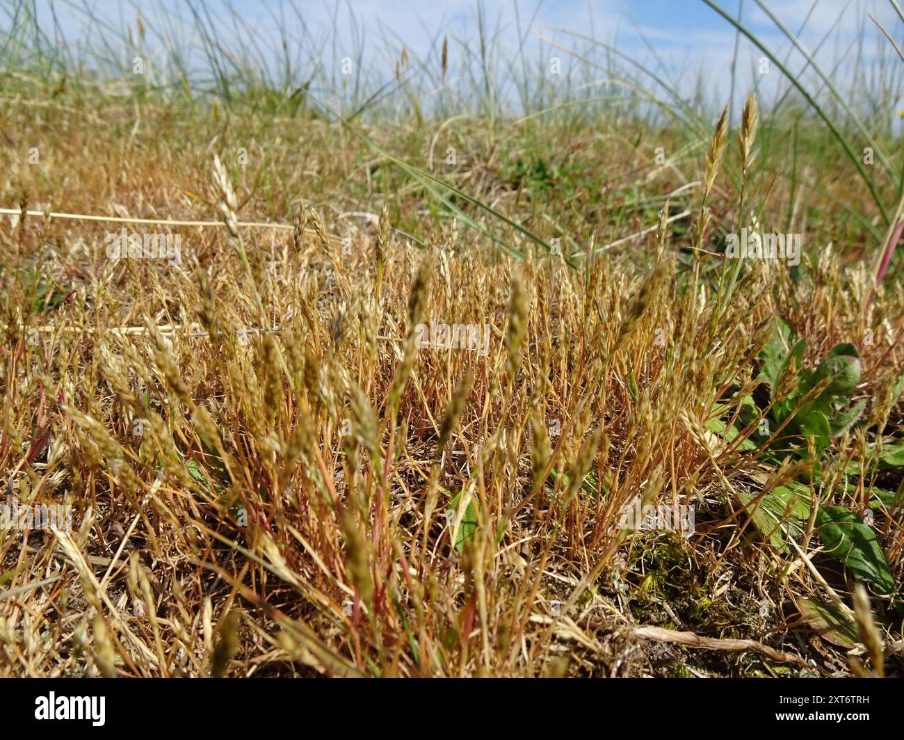 early hair grass (Aira praecox) Plantae Stock Photo - Alamy
