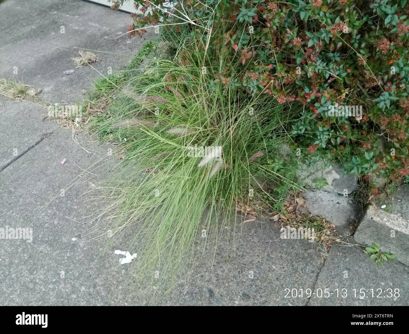 Fountain Grass (Cenchrus setaceus) Plantae Stock Photo - Alamy