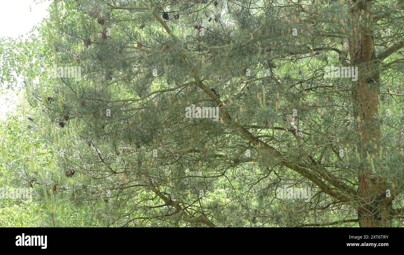 conifers (Pinales) Plantae Stock Photo - Alamy