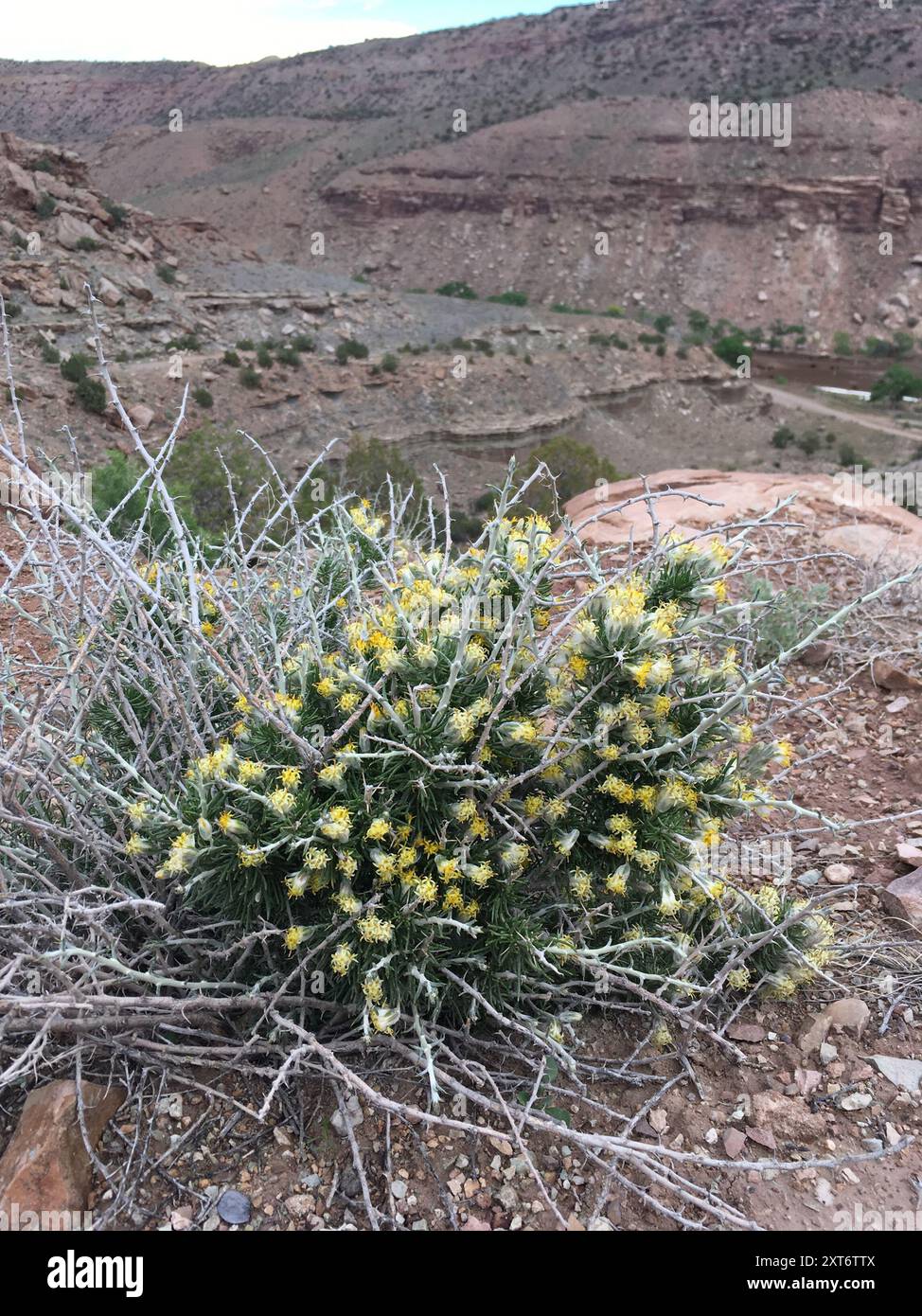Shortspine Horsebrush (Tetradymia spinosa) Plantae Stock Photo - Alamy