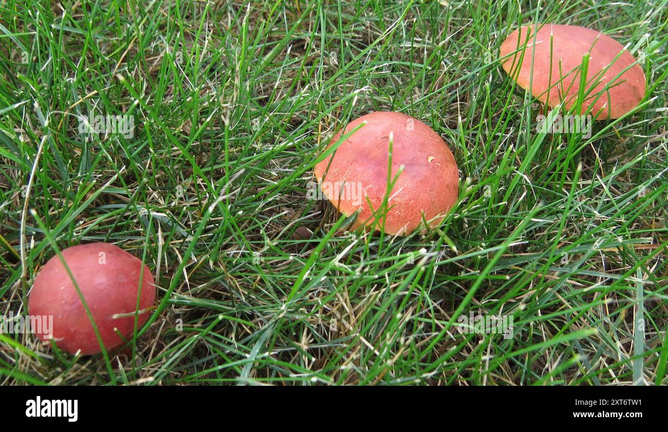 Ruby Bolete (Hortiboletus rubellus) Fungi Stock Photo - Alamy
