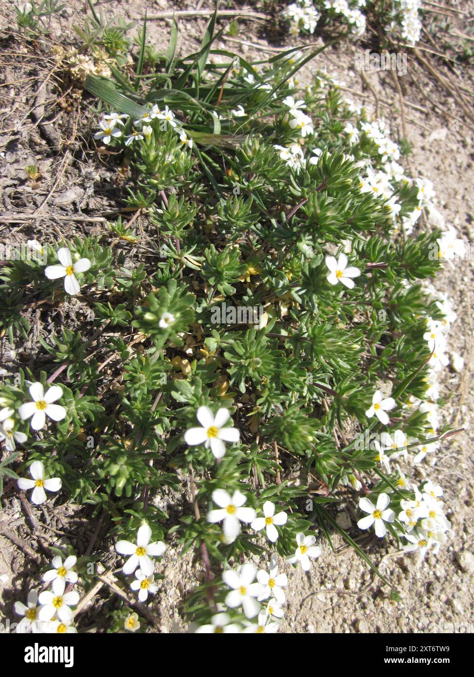Nuttall's Linanthus (Leptosiphon nuttallii) Plantae Stock Photo - Alamy