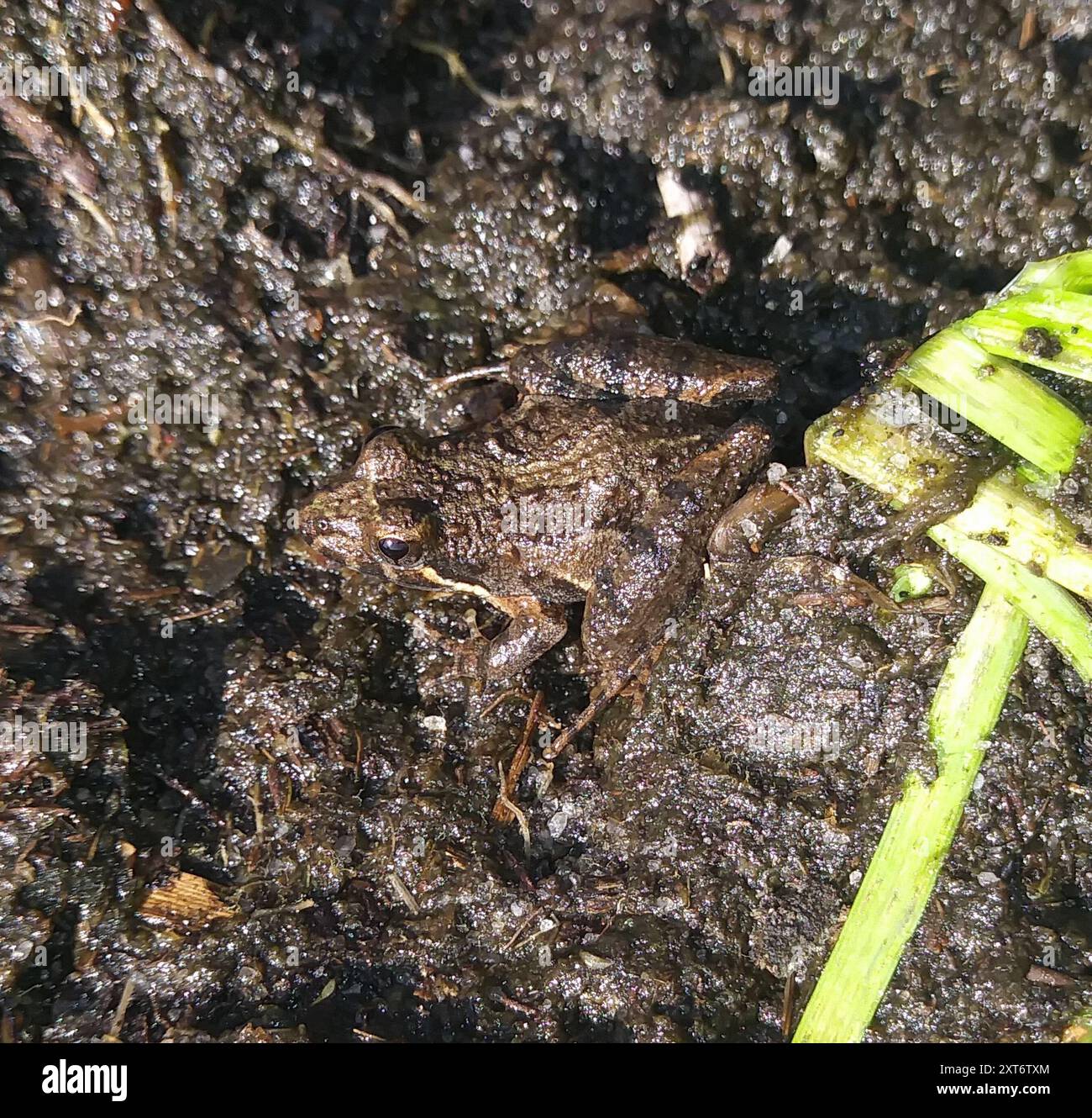 Southern Cricket Frog (Acris gryllus) Amphibia Stock Photo - Alamy