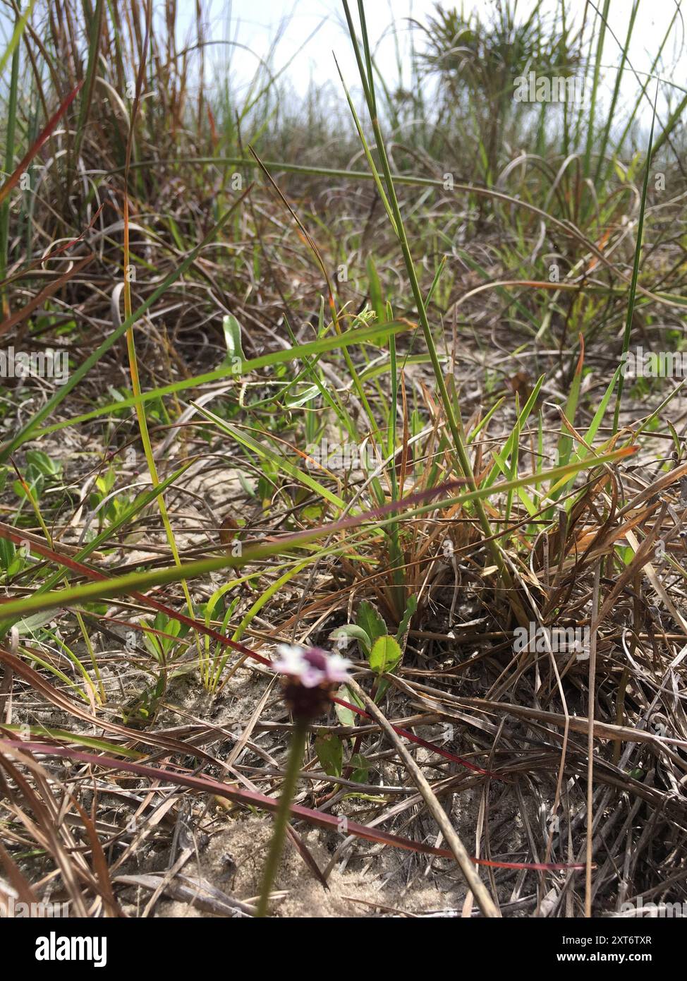 turkey tangle frogfruit (Phyla nodiflora) Plantae Stock Photo - Alamy