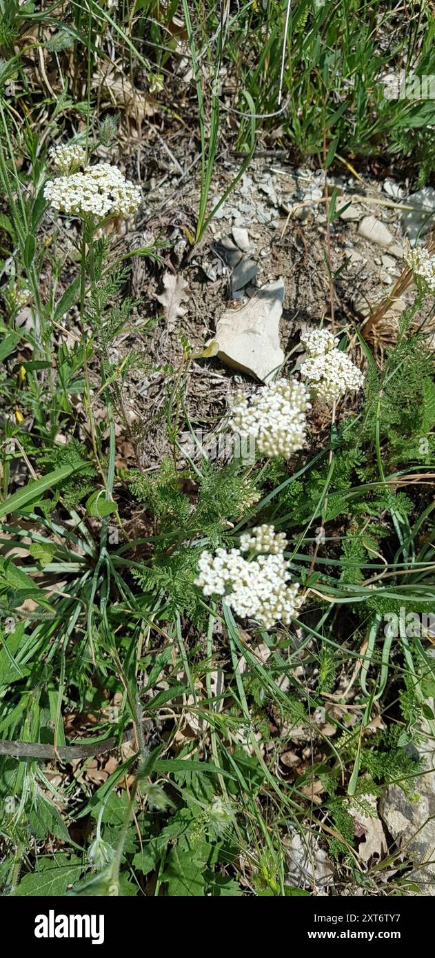 Noble Yarrow (Achillea nobilis) Plantae Stock Photo - Alamy