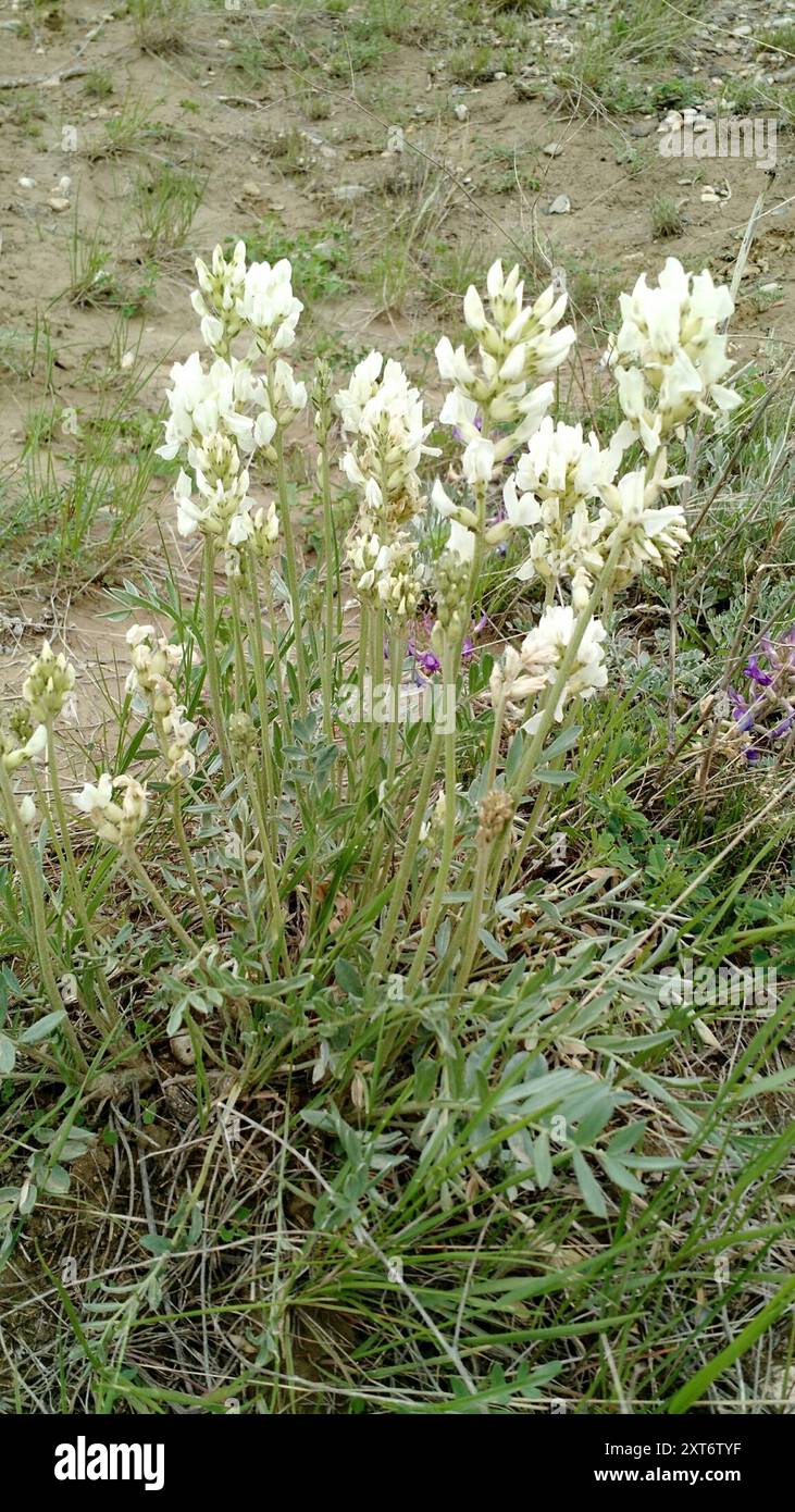 White Point-vetch (Oxytropis sericea) Plantae Stock Photo - Alamy