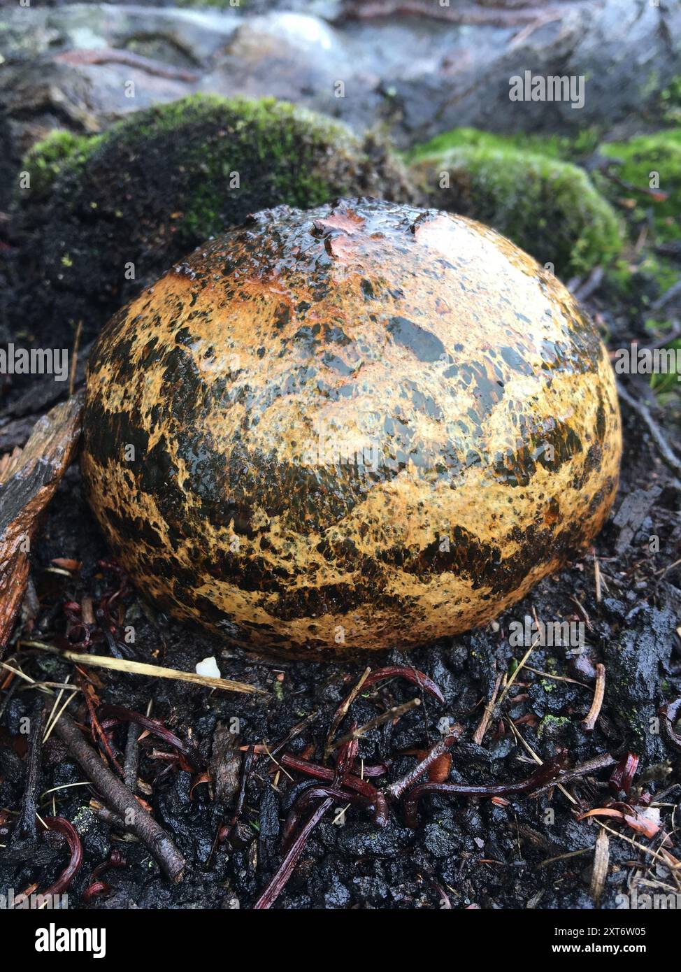 Dyeball (Pisolithus arhizus) Fungi Stock Photo - Alamy