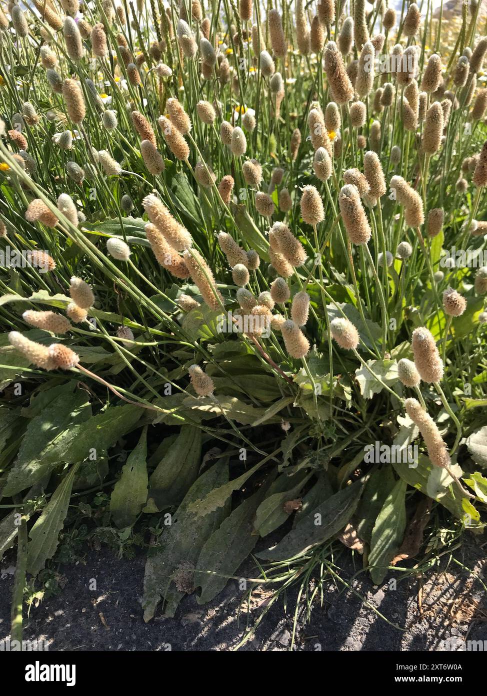 Hare's-foot Plantain (Plantago lagopus) Plantae Stock Photo - Alamy