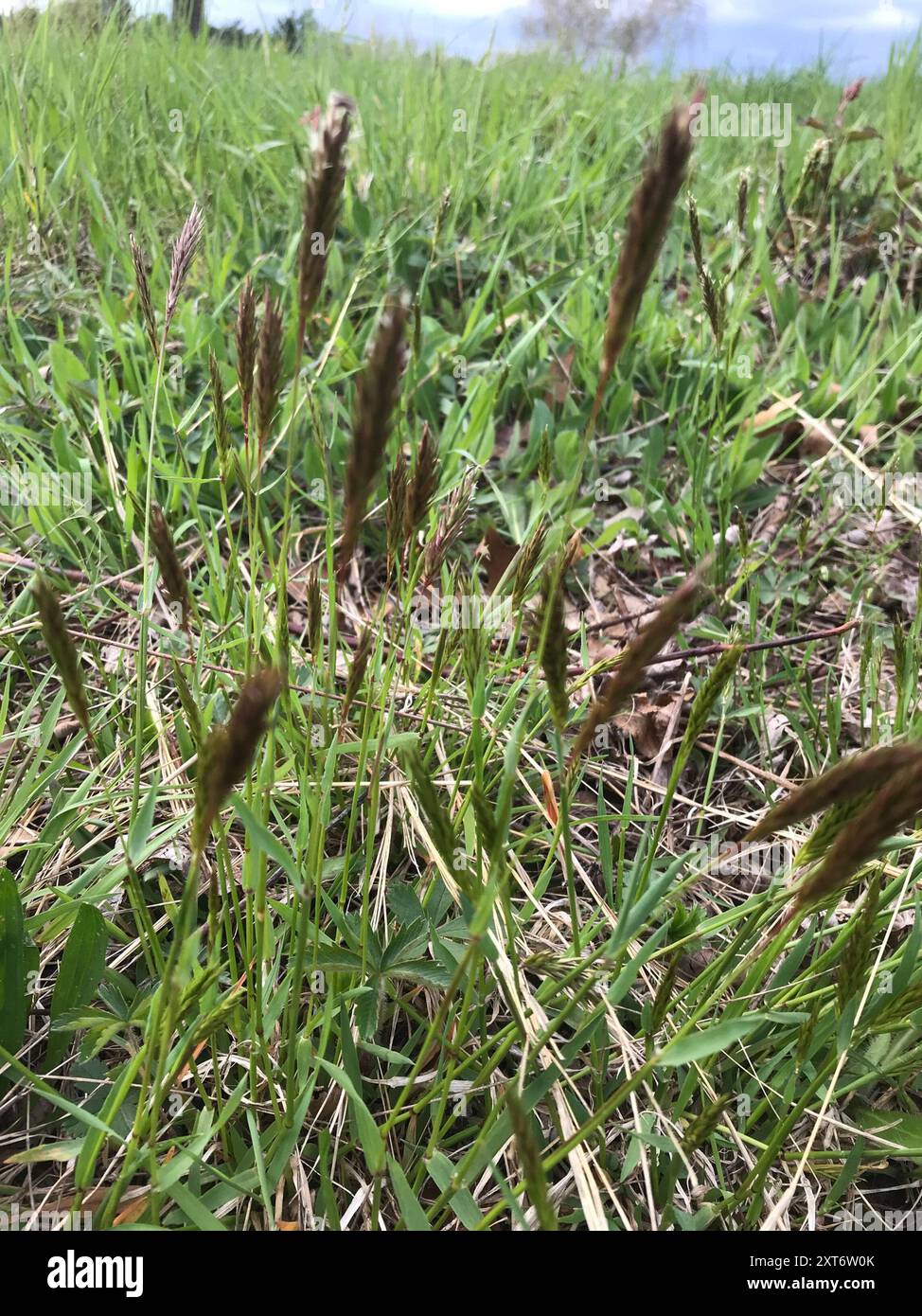 sweetgrasses (Anthoxanthum) Plantae Stock Photo - Alamy