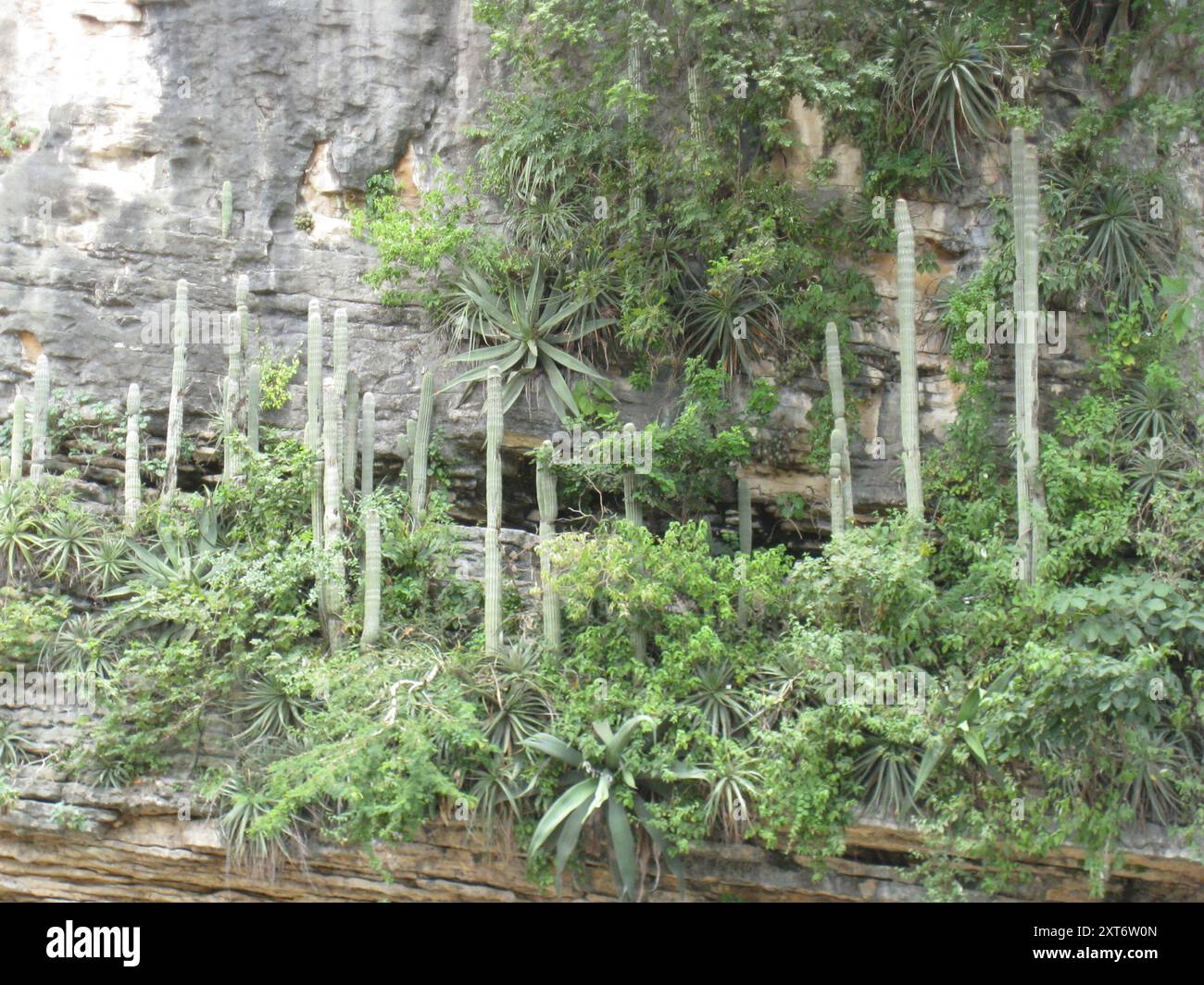 Grijalva's Agave (Agave kewensis) Plantae Stock Photo - Alamy
